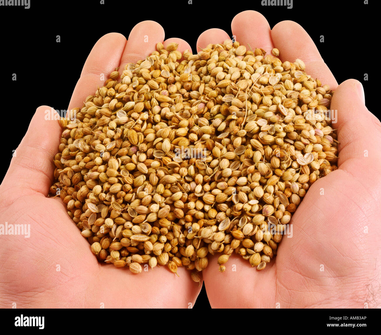 HANDFUL OF CORIANDER SEEDS Stock Photo - Alamy