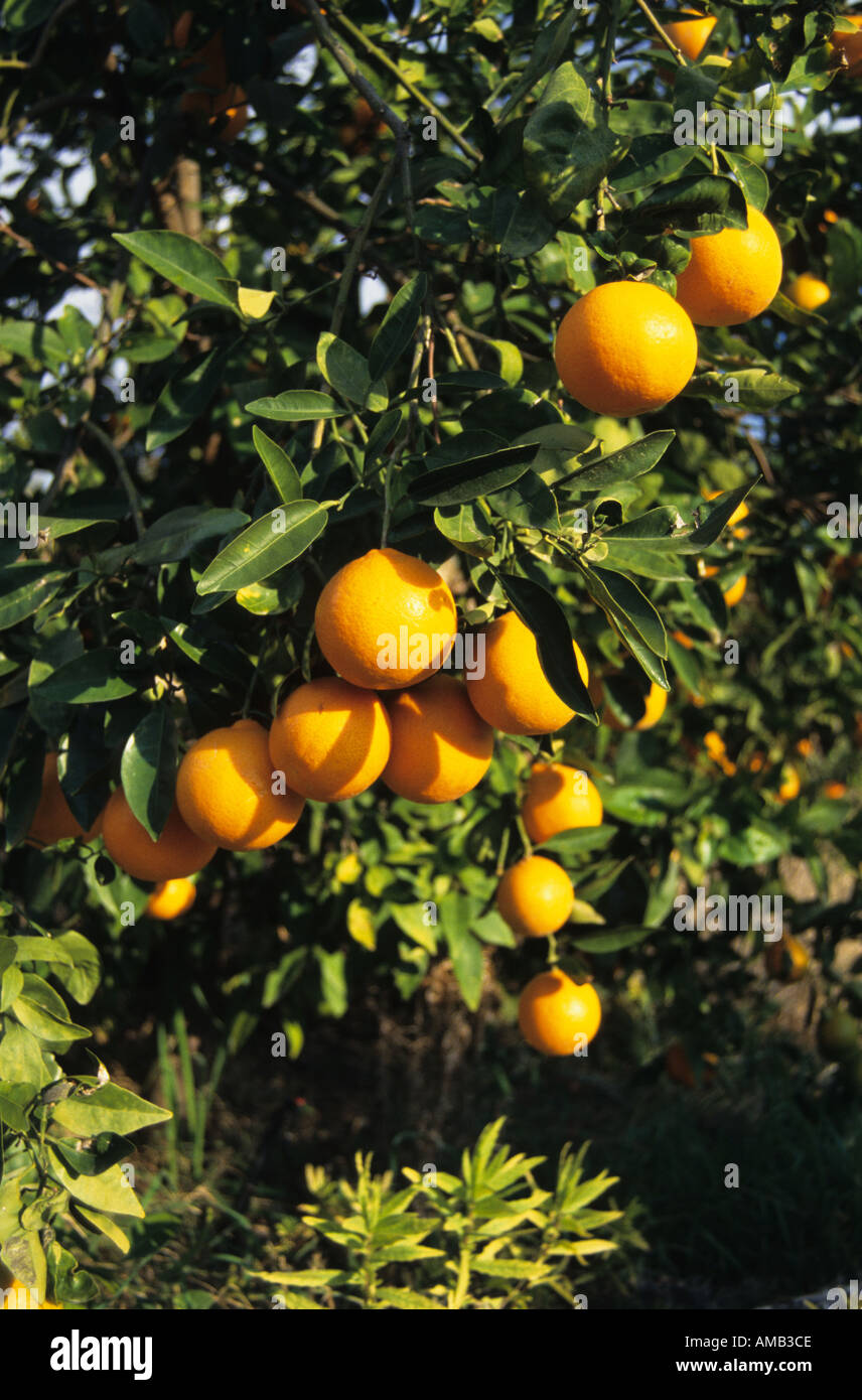 Cyprus oranges hi-res stock photography and images - Alamy