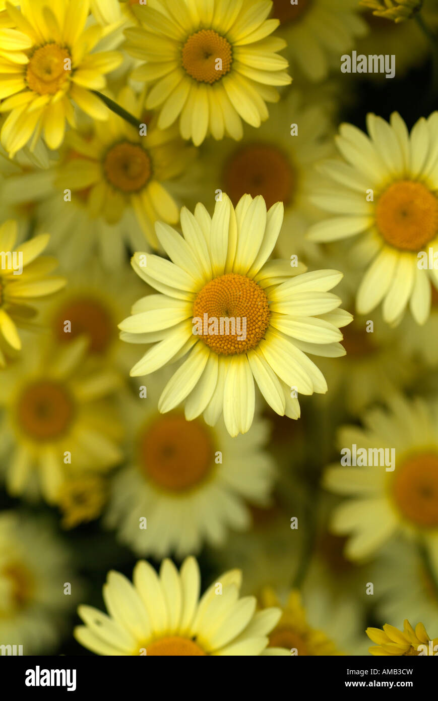 Closeup macro photograph of Yellow flowers of golden chamomile ...