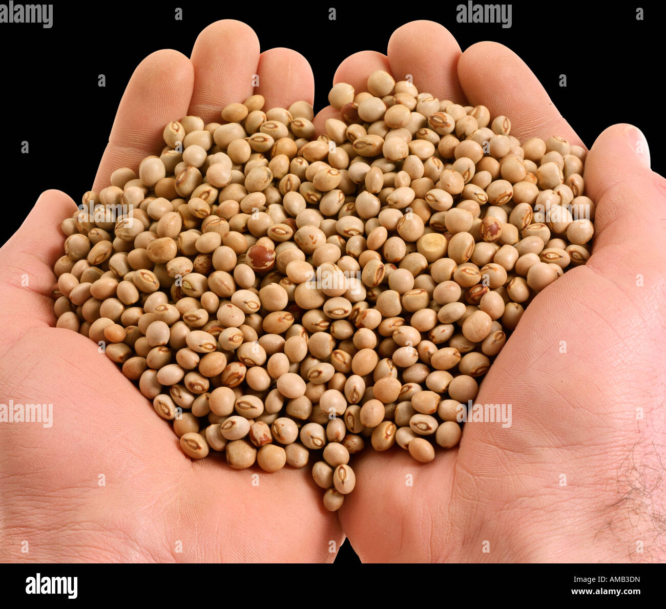 Congo pea hi-res stock photography and images - Alamy