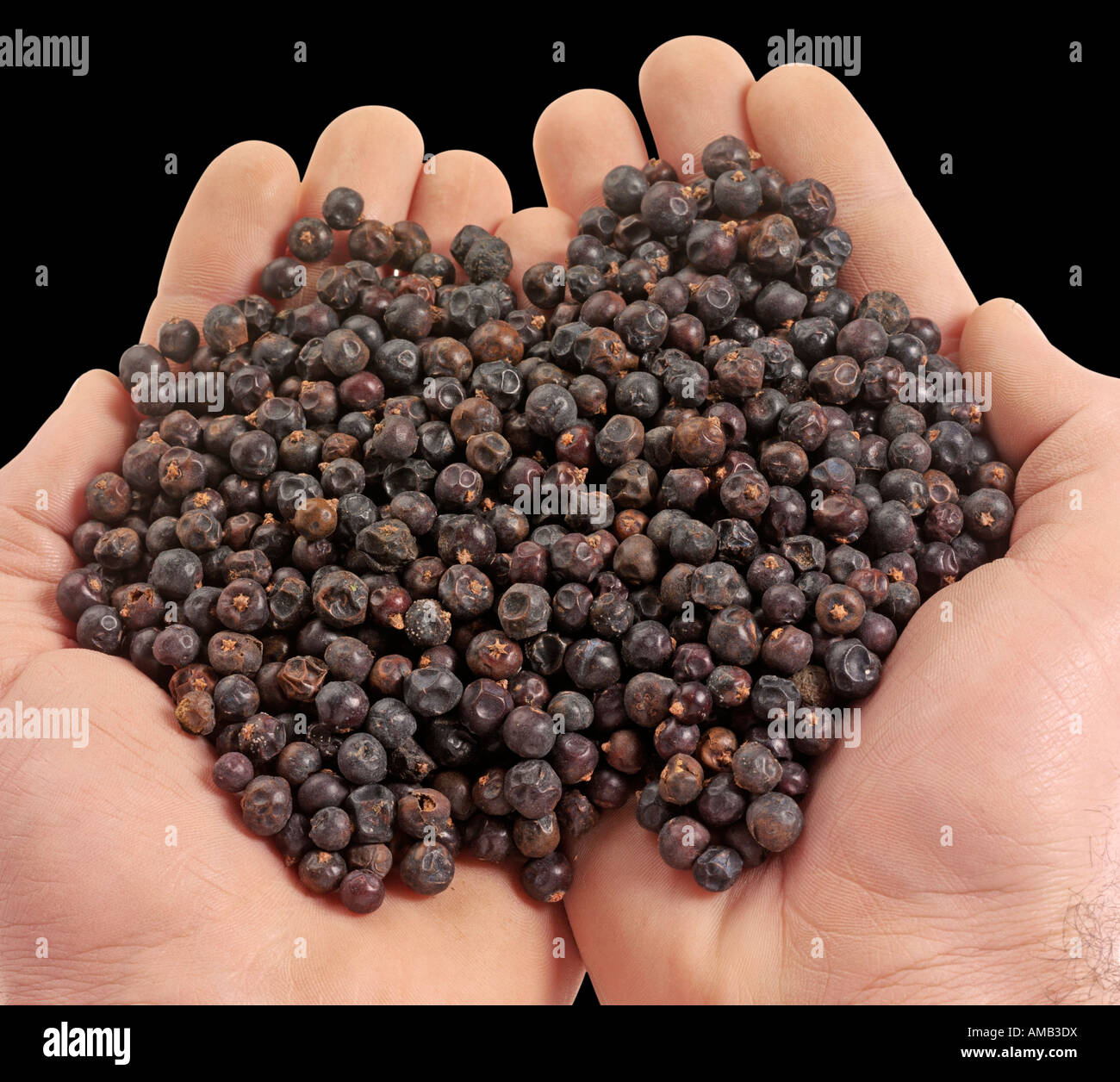HANDFUL OF JUNIPER BERRIES Stock Photo - Alamy