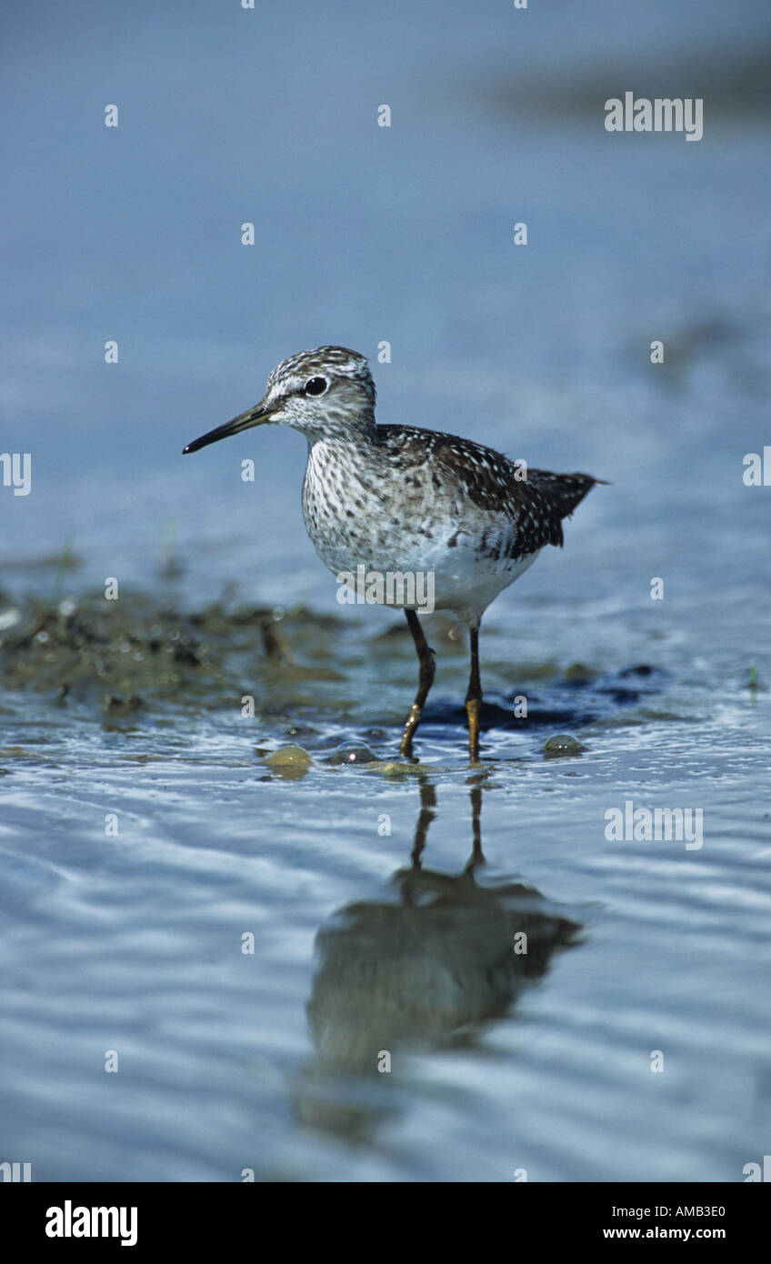 Wood Sandpiper Tringa glareola Stock Photo - Alamy