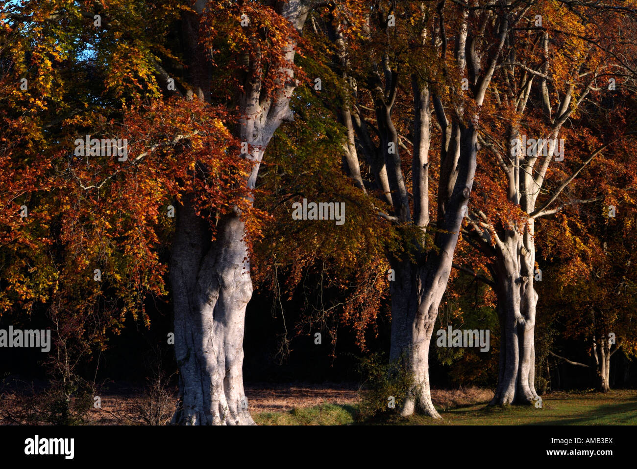 autumnal coloured beech trees along the avenue leading to carton house ...