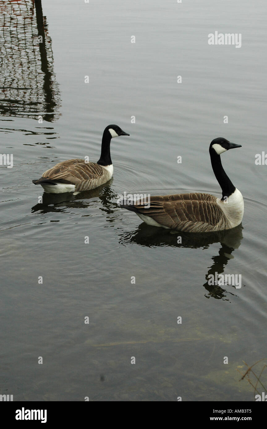 Wild Geese on Lake Stock Photo - Alamy