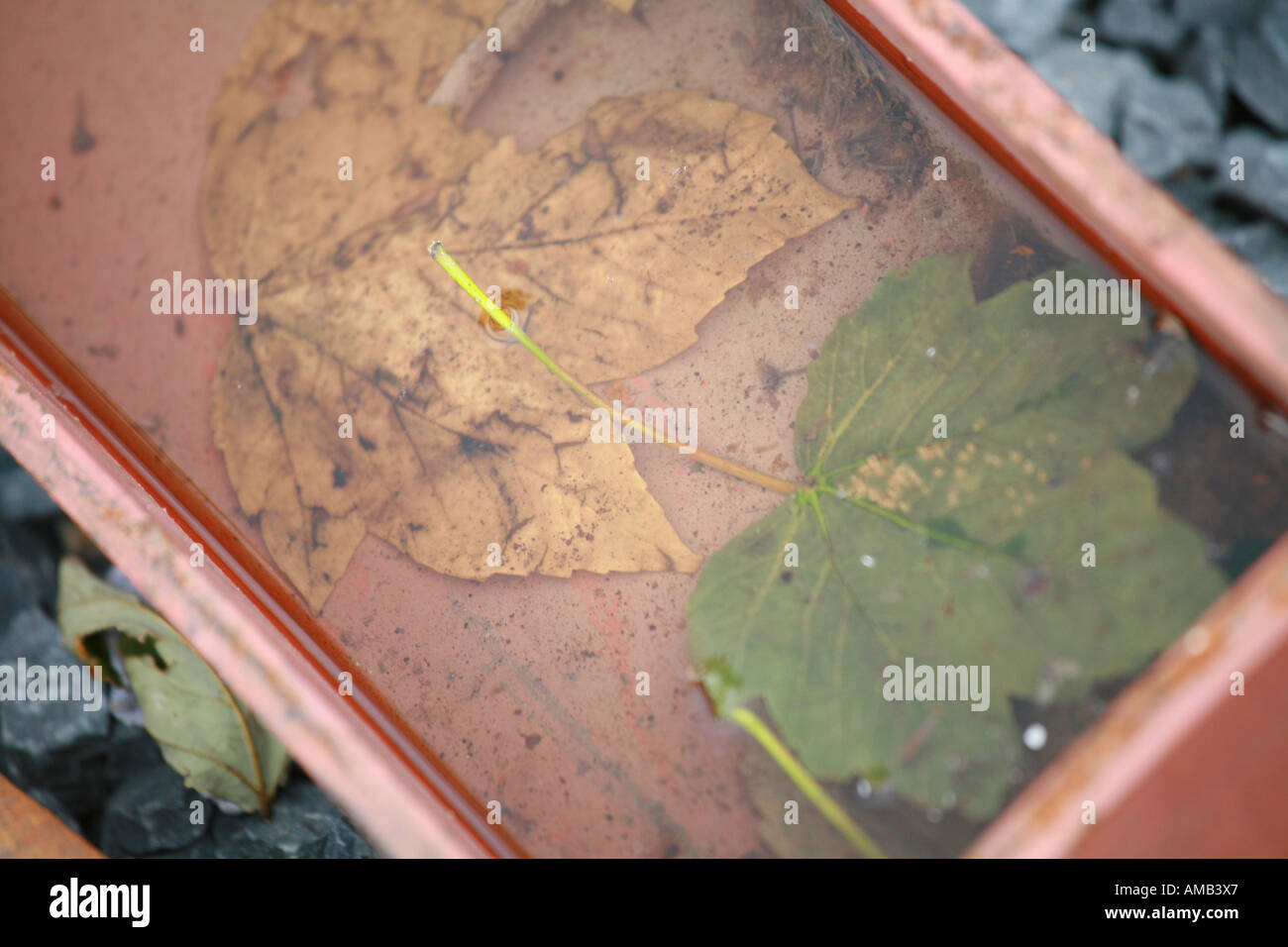 Leaf in water trough hi-res stock photography and images - Alamy