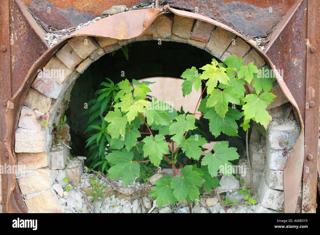 Foliage on Building Site Stock Photo - Alamy
