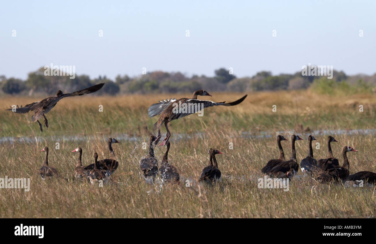 Spur winged geese plectropterus gambensis hi-res stock photography and ...