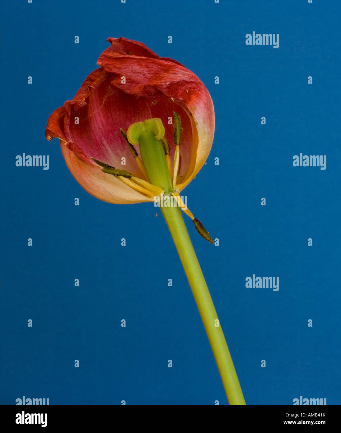 Wilt and decay hi-res stock photography and images - Alamy