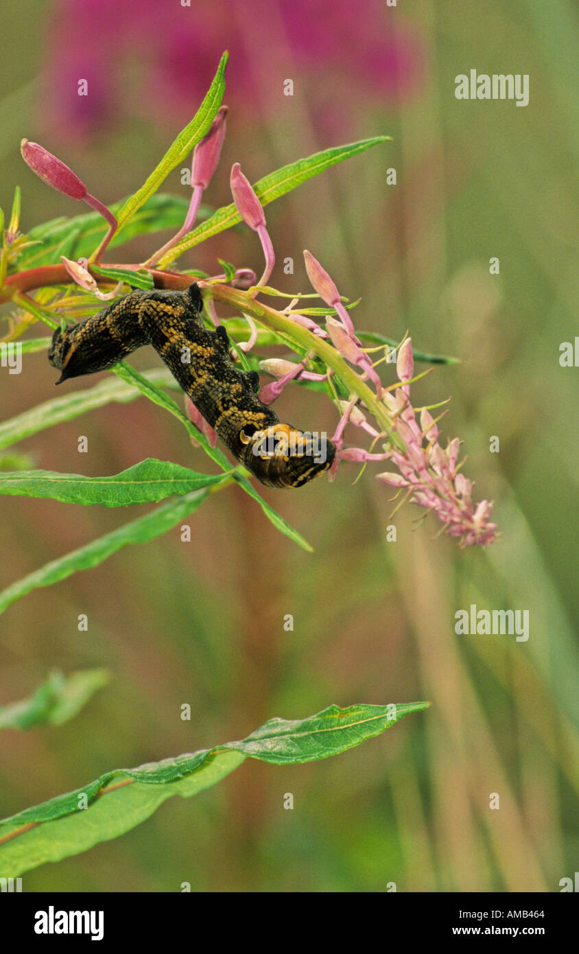 Elephant Hawk Moth larvae Deilephila elpenor on rose bay willow herb ...