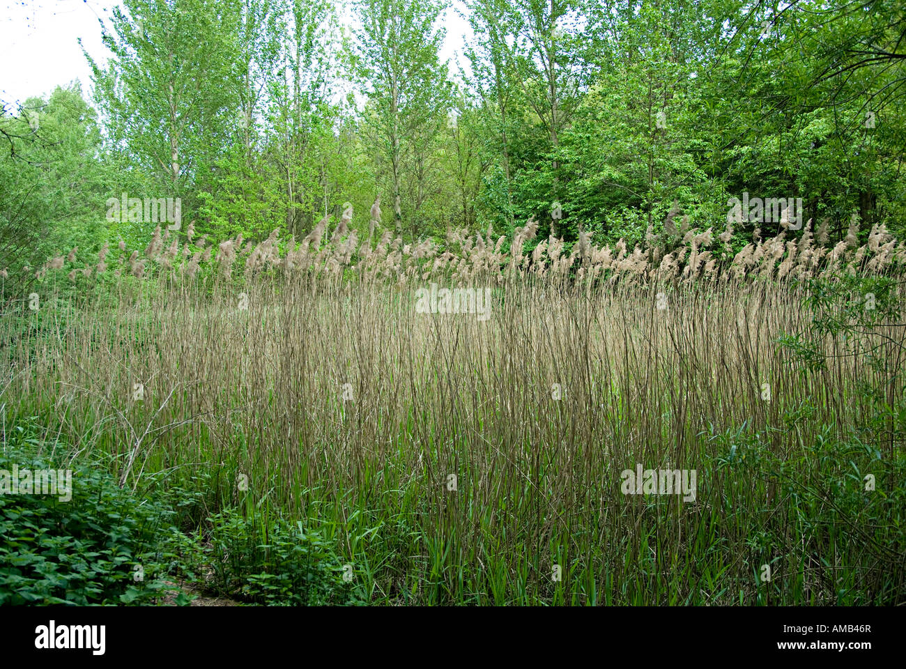 views of baggeridge country park in the west midlands Stock Photo - Alamy