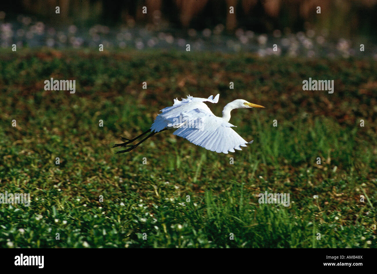 Australian egret hi-res stock photography and images - Alamy