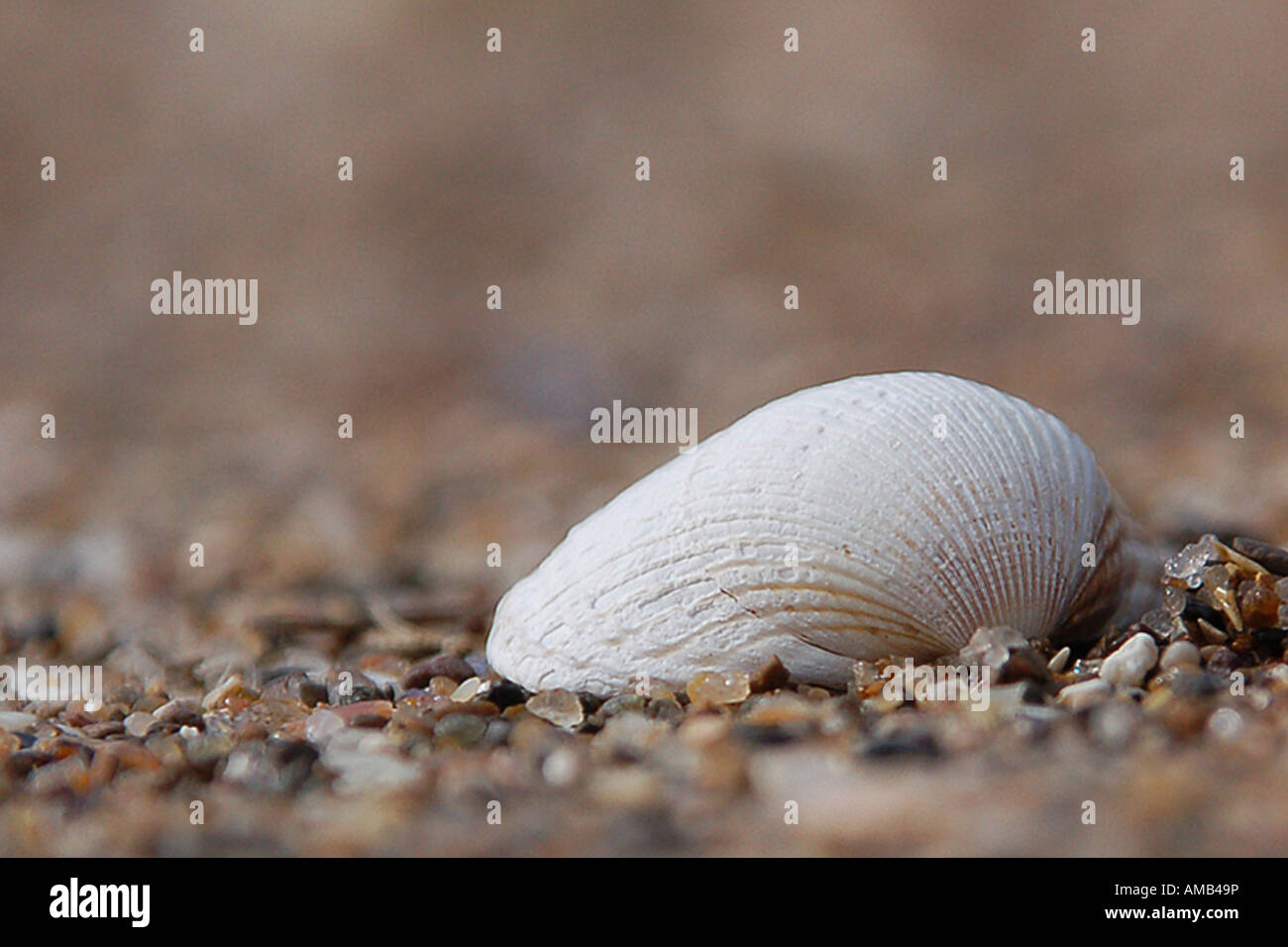 shell on sand close up ground level view Stock Photo - Alamy