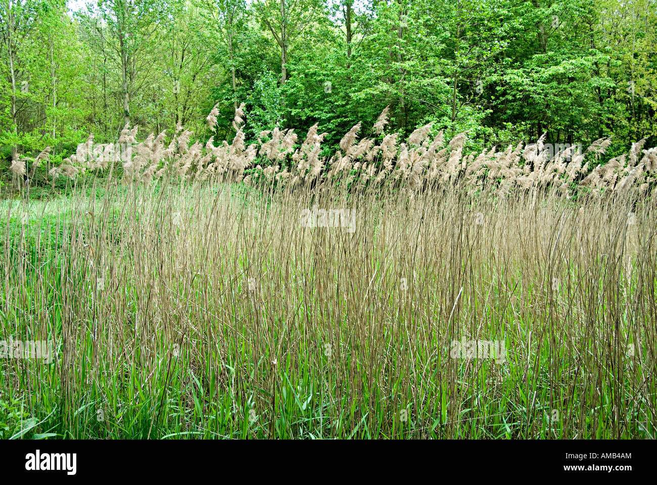 Baggeridge hi-res stock photography and images - Alamy