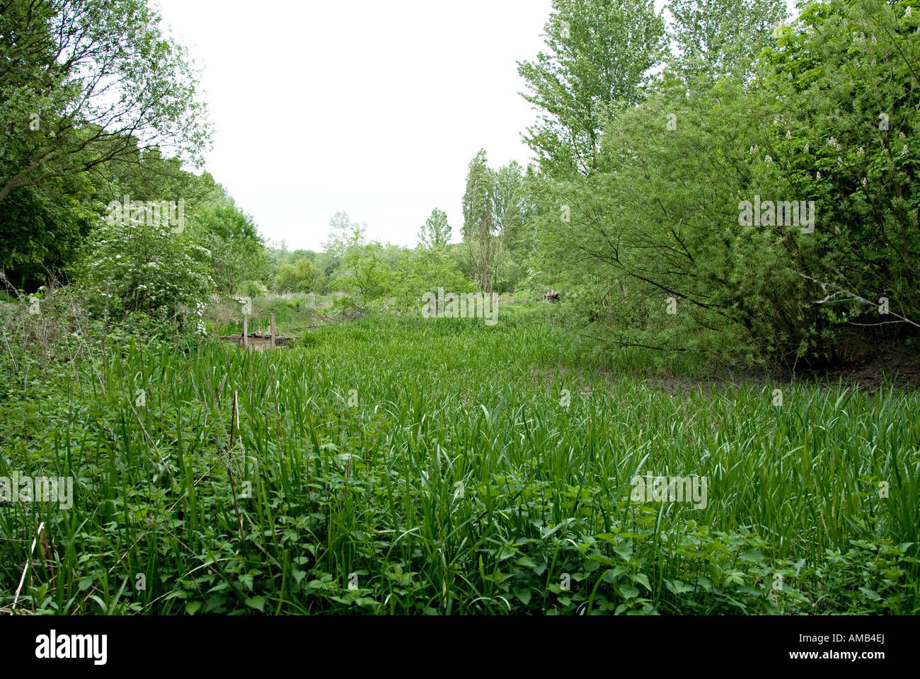 views of baggeridge country park in the west midlands Stock Photo - Alamy