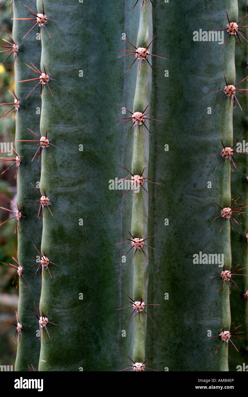 closeup of vertical rows of spines on a cactus plant cereus jamacaru ...