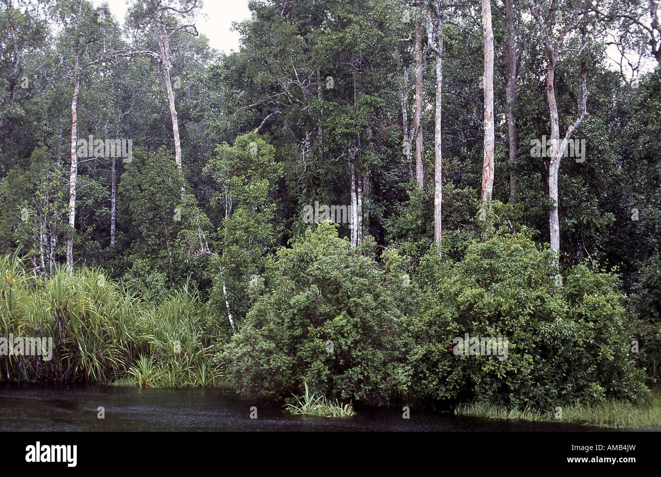 tropical rainforest, Indonesia, Borneo, Kalimantan Stock Photo - Alamy