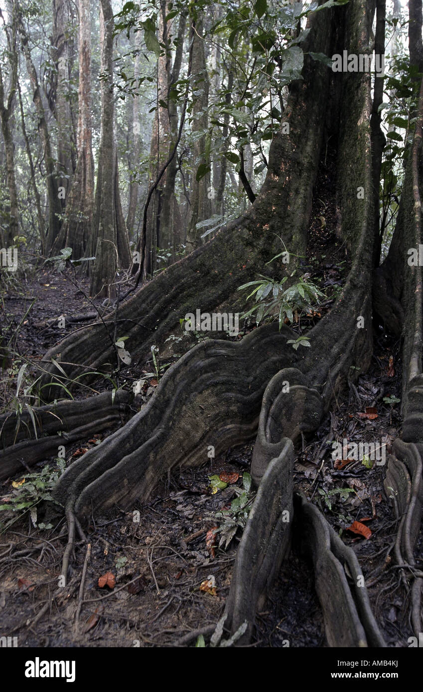 Board roots jungle tree hi-res stock photography and images - Alamy