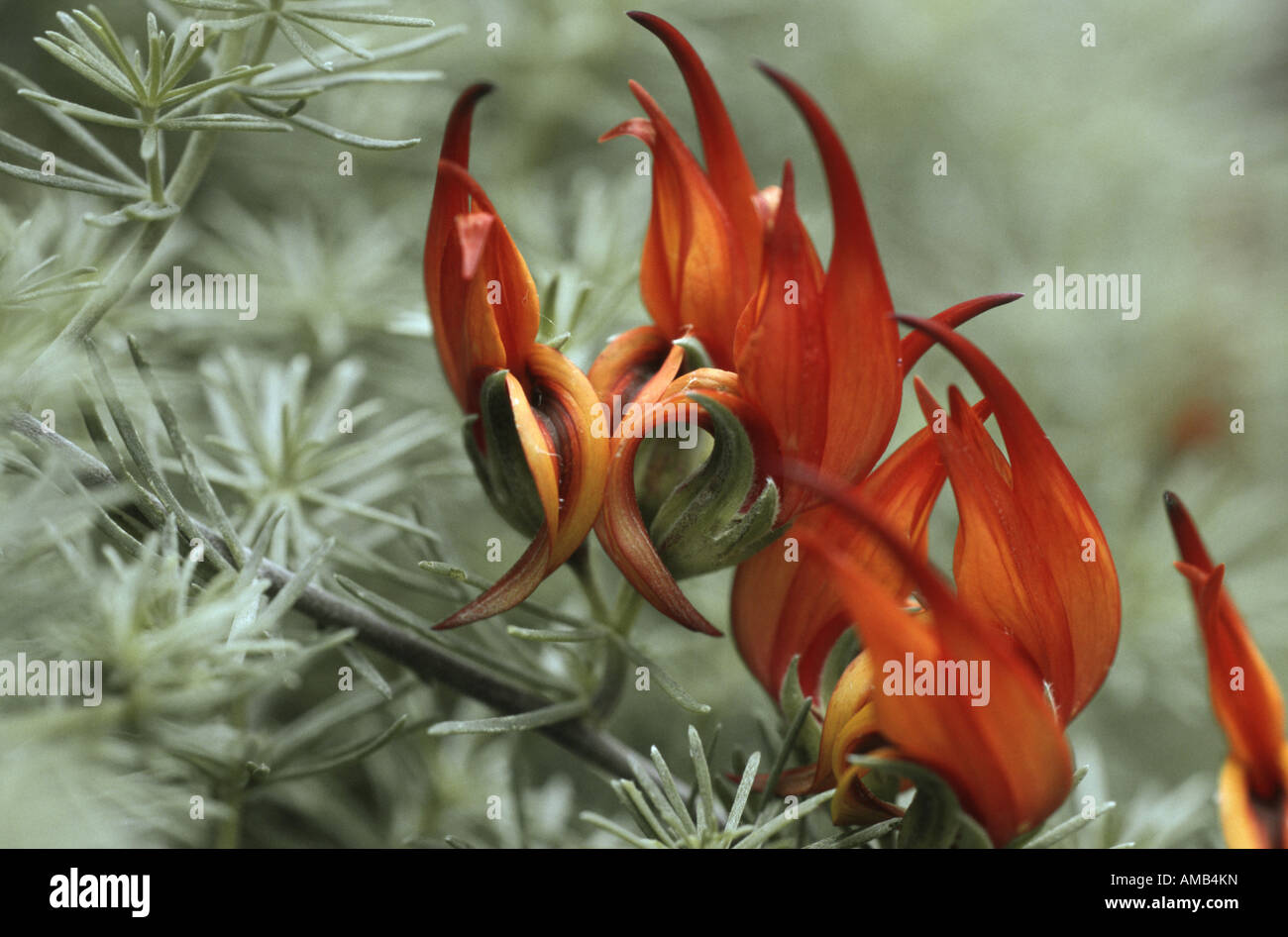 Lotus berthelotii parrots beak hi-res stock photography and images - Alamy