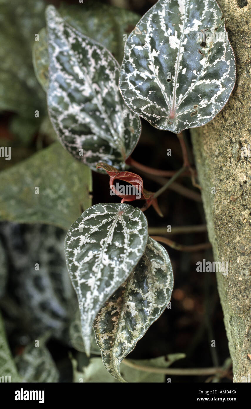 ornamental pepper (Piper ornatum), leaves Stock Photo - Alamy