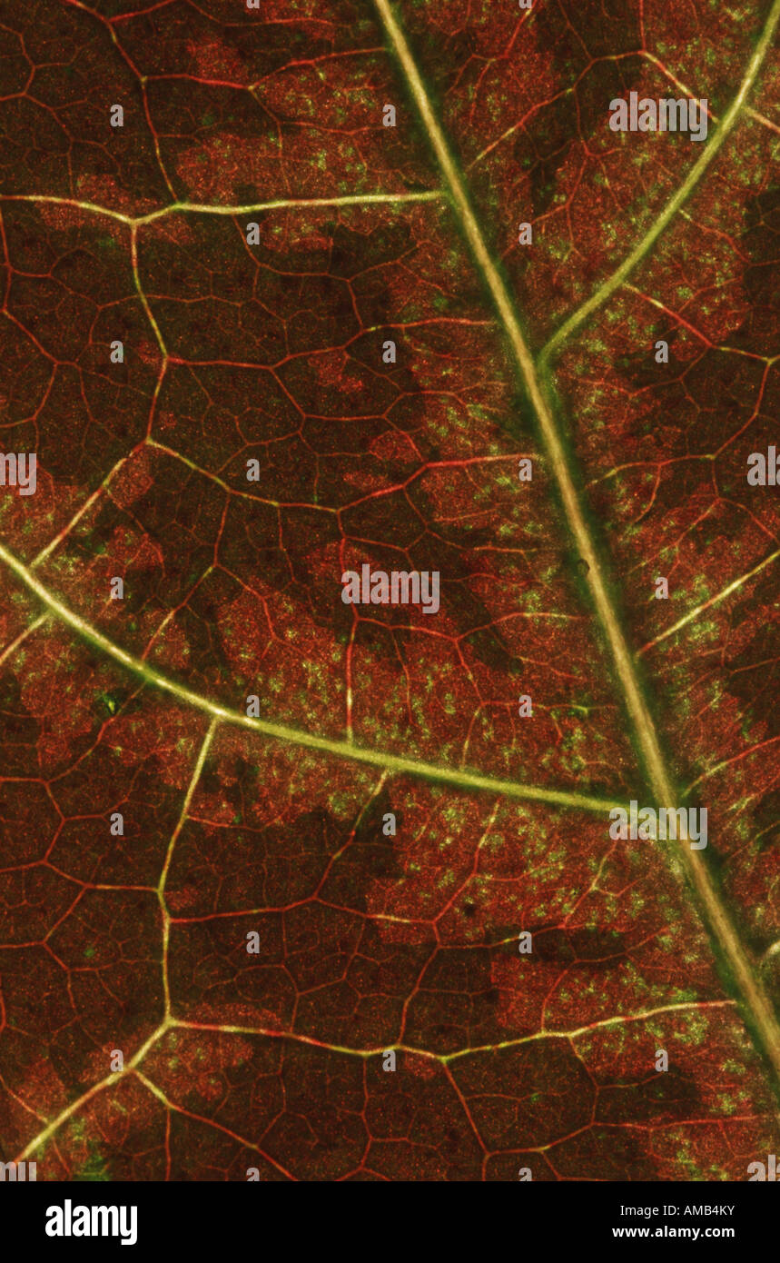 ornamental pepper (Piper ornatum), leaf structure Stock Photo - Alamy