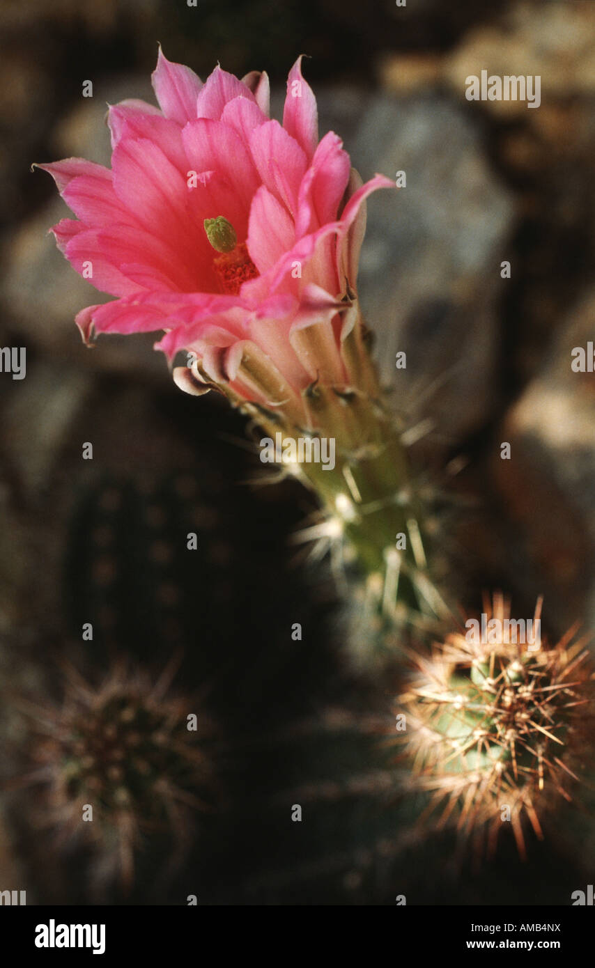 Hedgehog cactus echinocereus scheeri hi-res stock photography and ...
