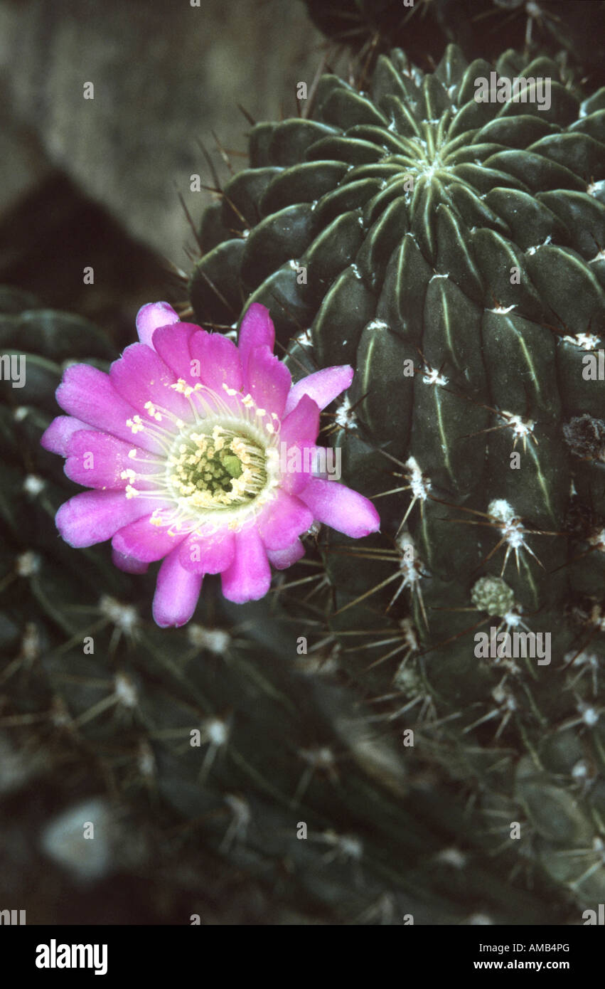 Plants cactus lobivia hi-res stock photography and images - Alamy