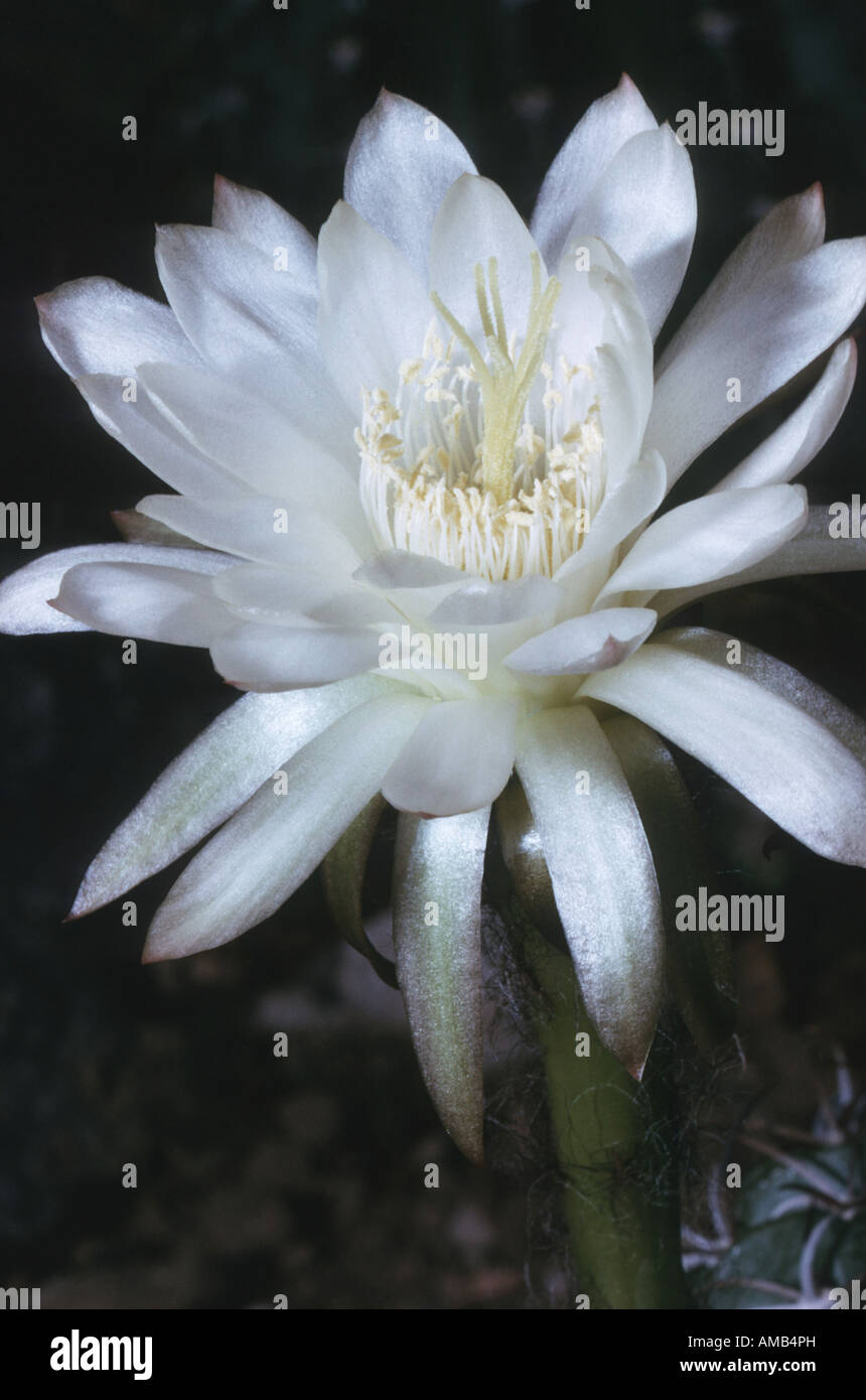 Plants cactus lobivia hi-res stock photography and images - Alamy