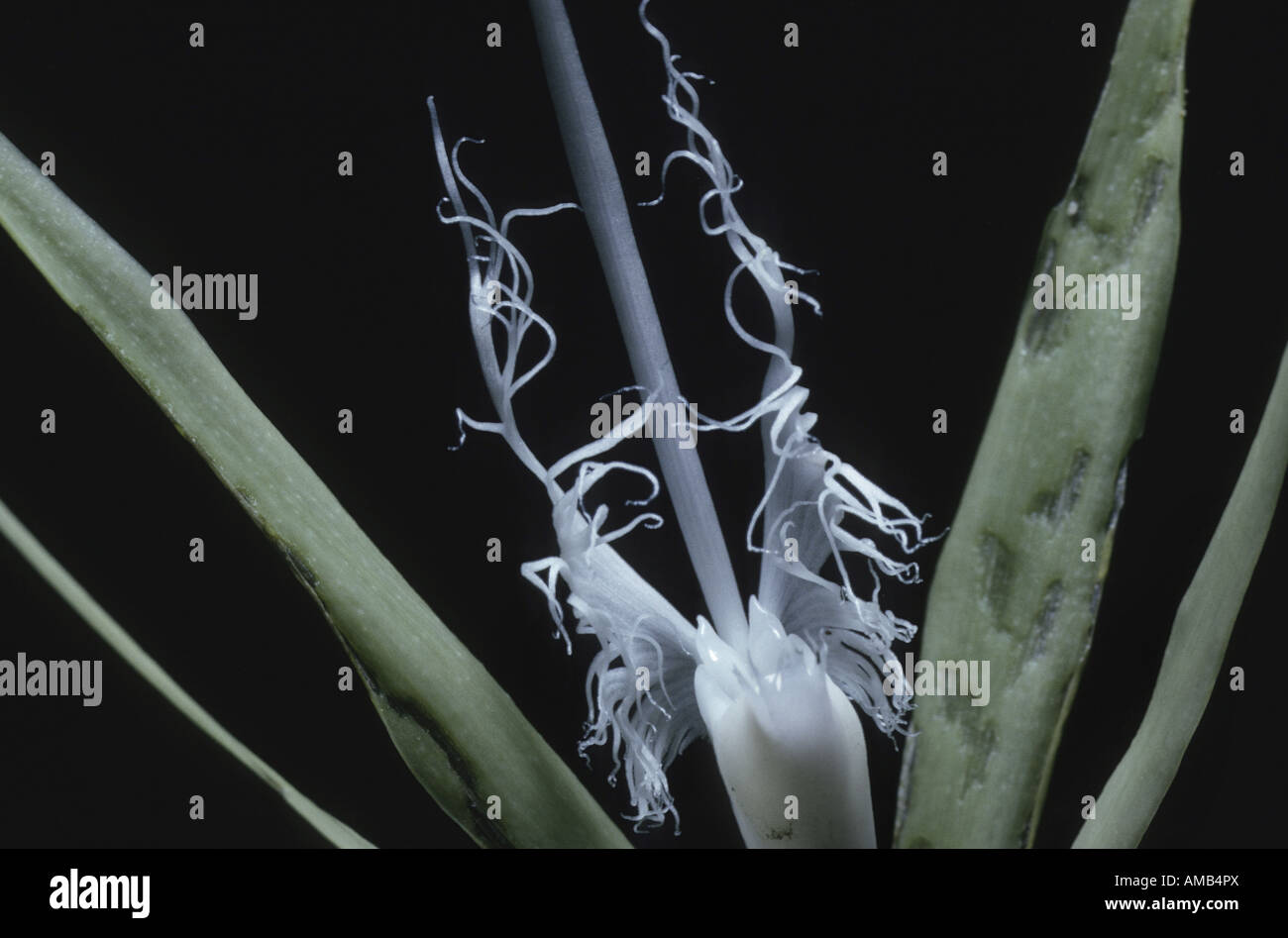 Flowers labellum hi-res stock photography and images - Alamy