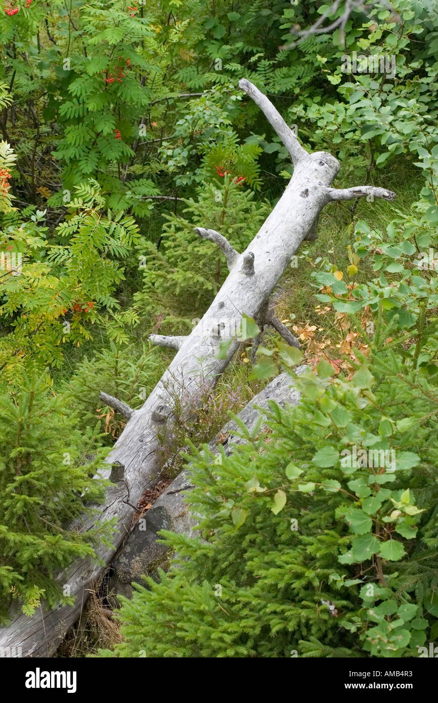 Barkless hi-res stock photography and images - Alamy