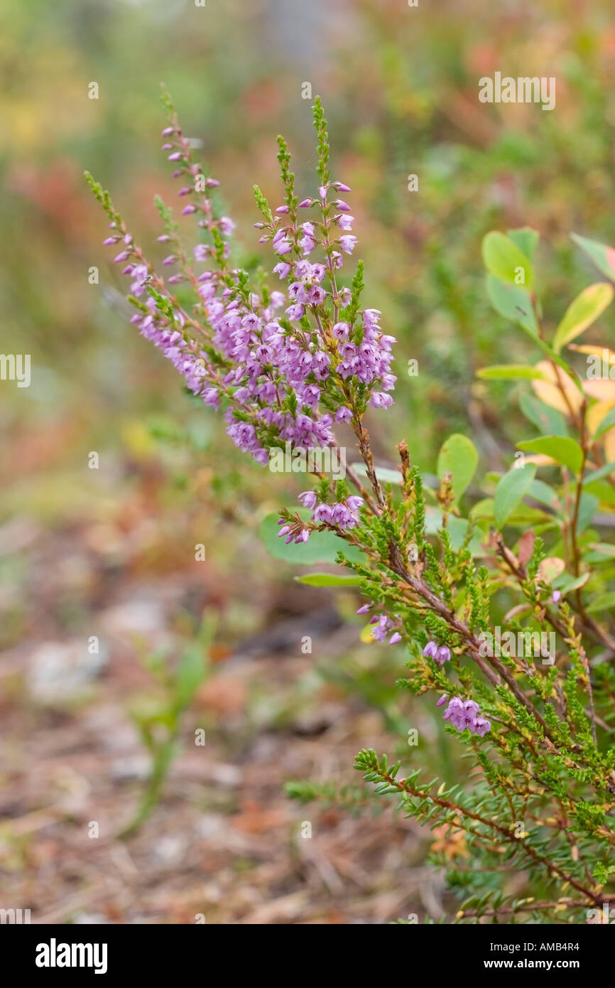 Flowering calluna vulgaris heather hi-res stock photography and images ...