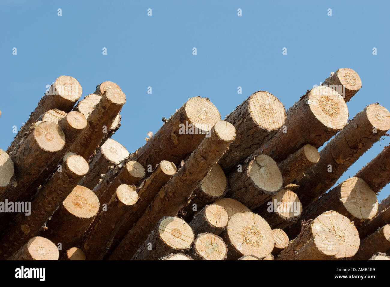 Pine log ends tree hi-res stock photography and images - Alamy