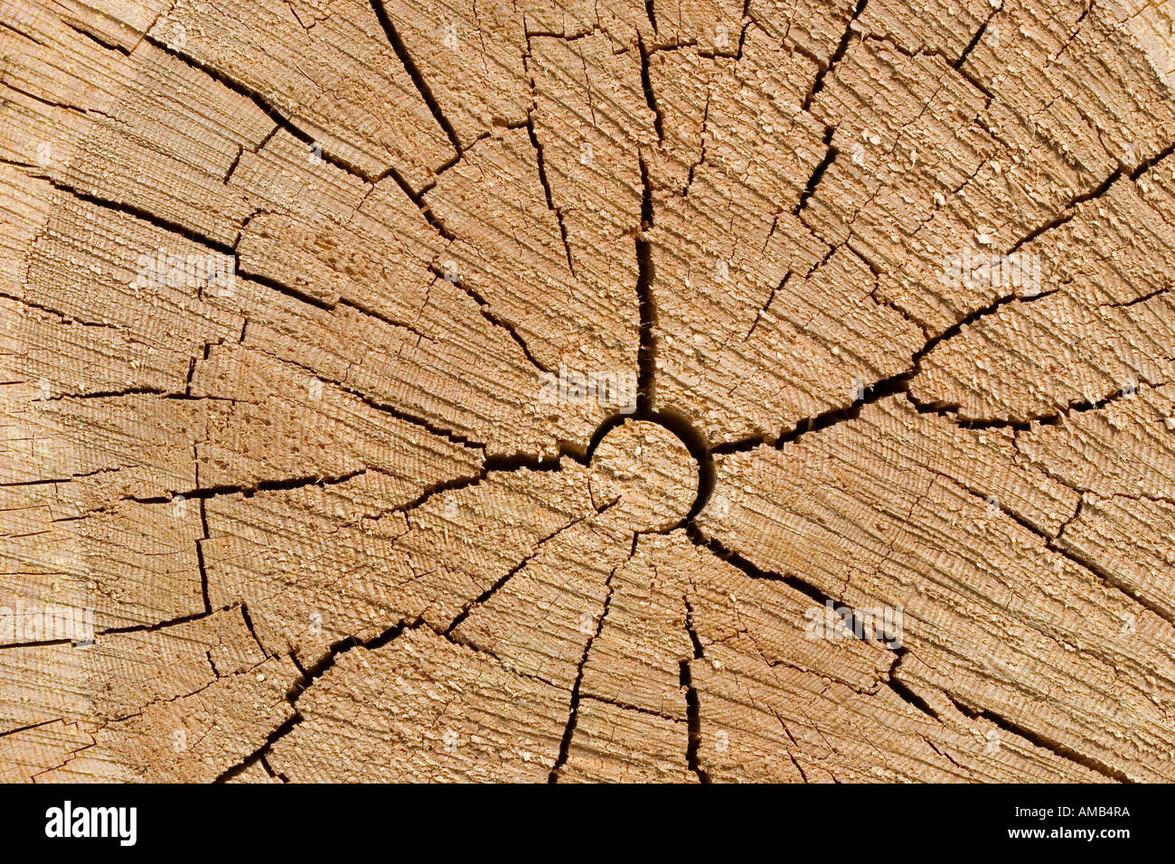pine log end Stock Photo - Alamy