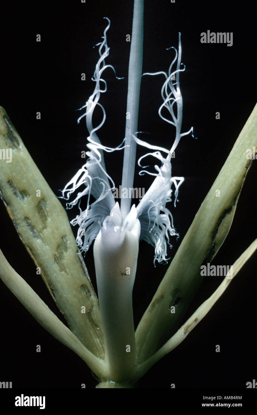 Epidendrum (Epidendrum ciliare), flower, labellum Stock Photo - Alamy