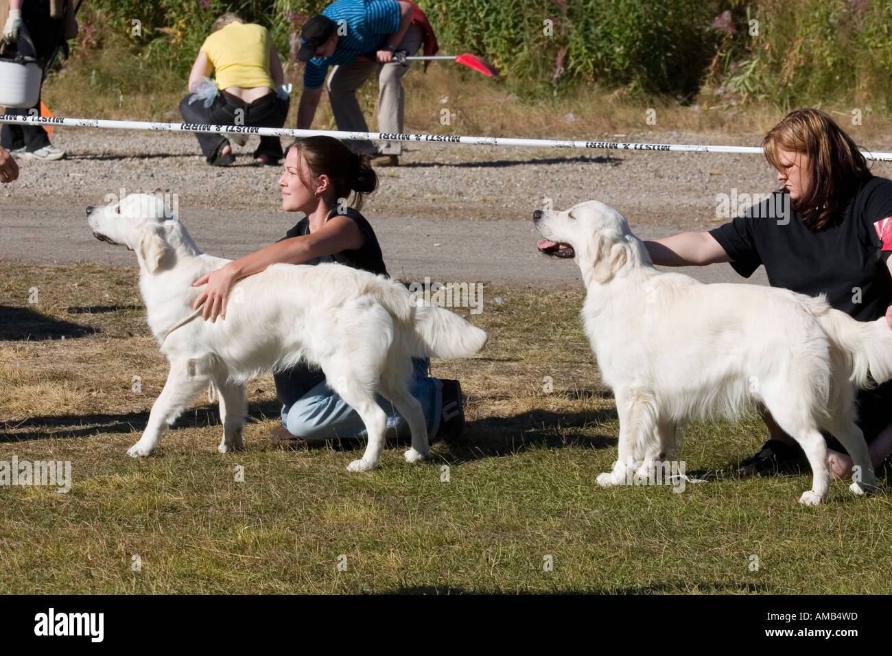 Golden coat dogs hi-res stock photography and images - Alamy