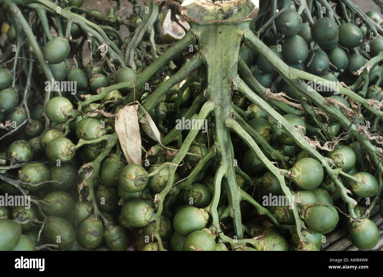 betel palm (Areca catechu), infrcutescence Stock Photo - Alamy