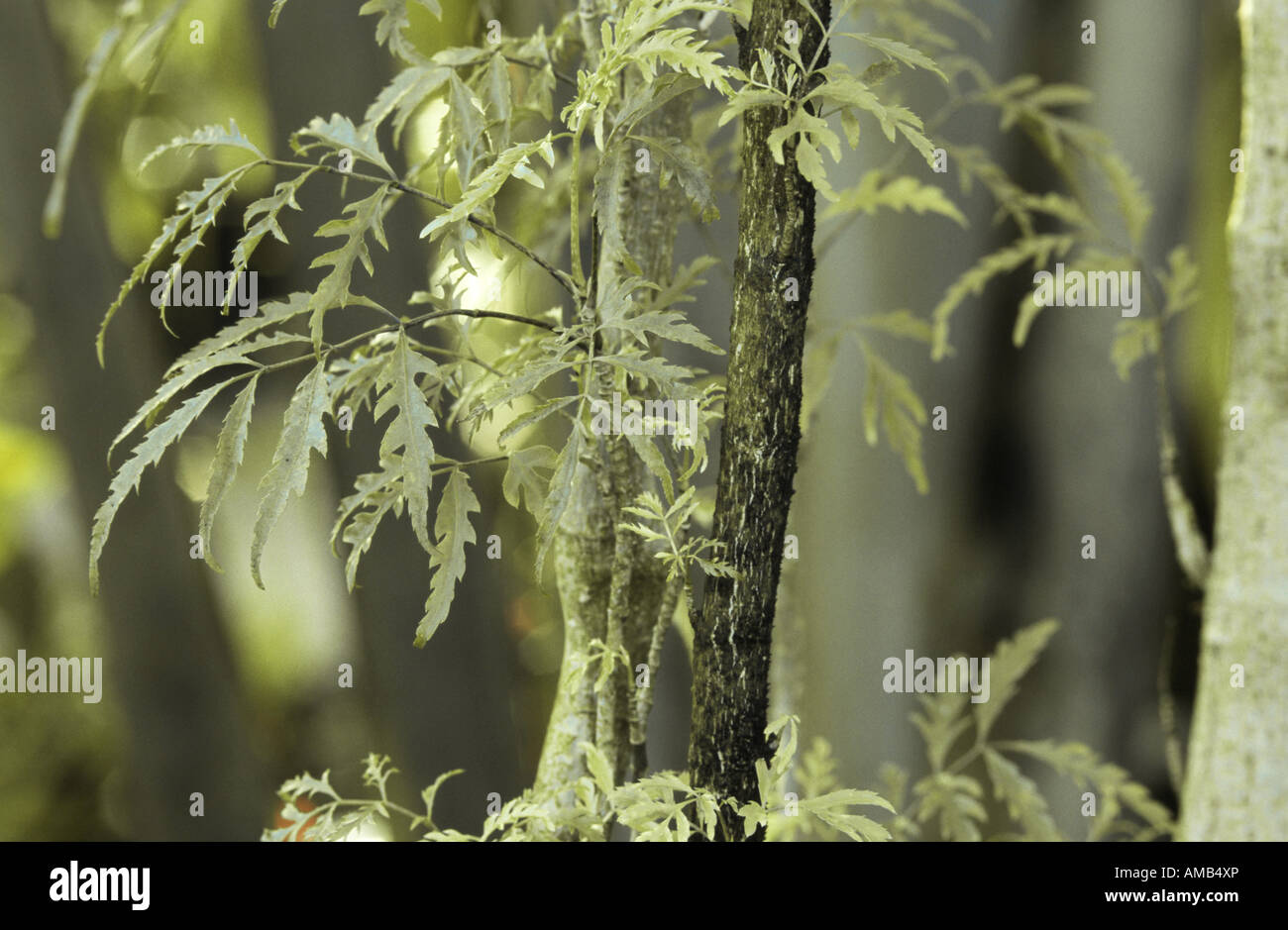 Polyscias (Polyscias filicifolia), leaves Stock Photo - Alamy
