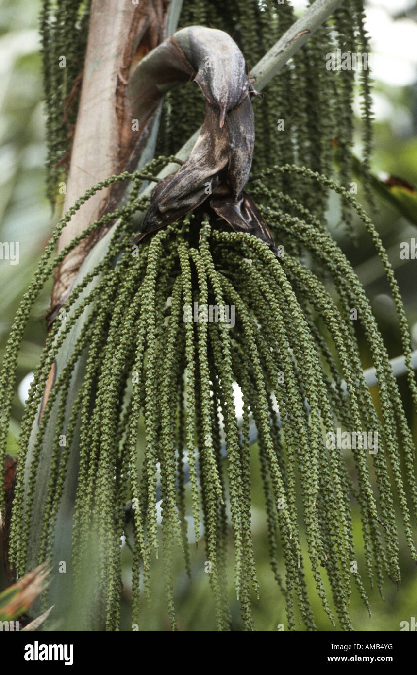 Burmese fishtail palms hi-res stock photography and images - Alamy