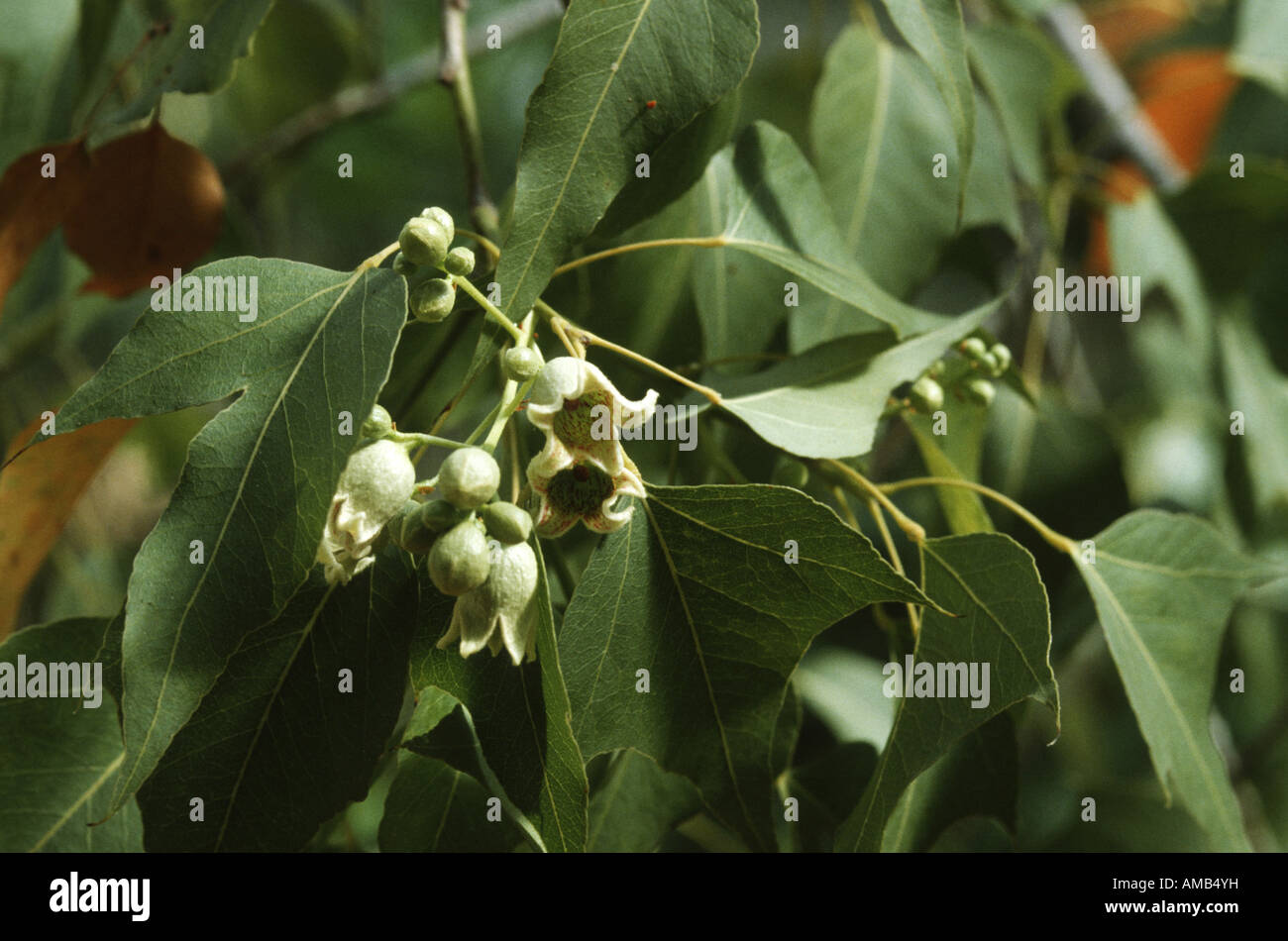 bottle tree (Brachychiton populneus), blooming Stock Photo - Alamy