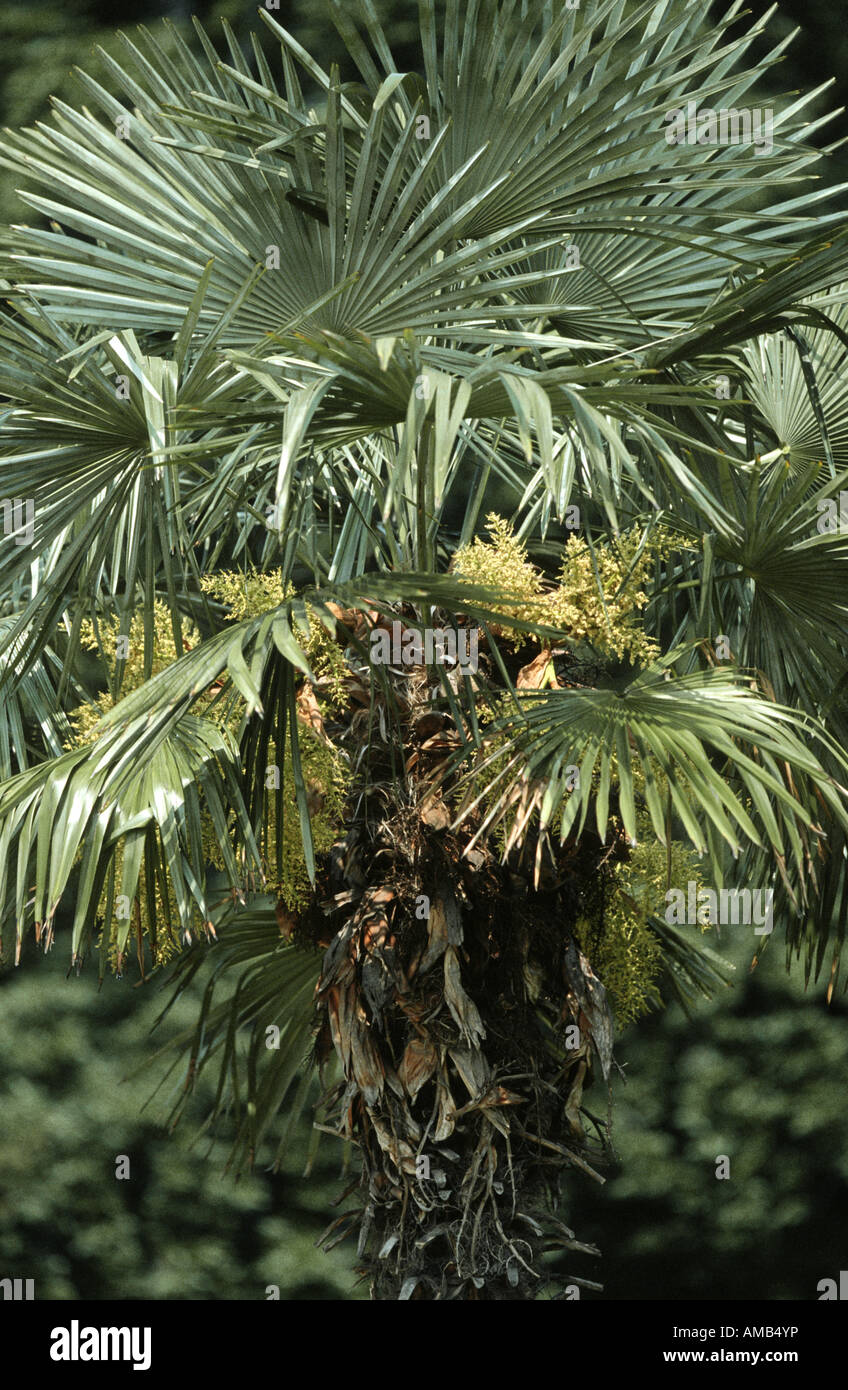hemp palm (Trachycarpus fortunei), blooming Stock Photo - Alamy