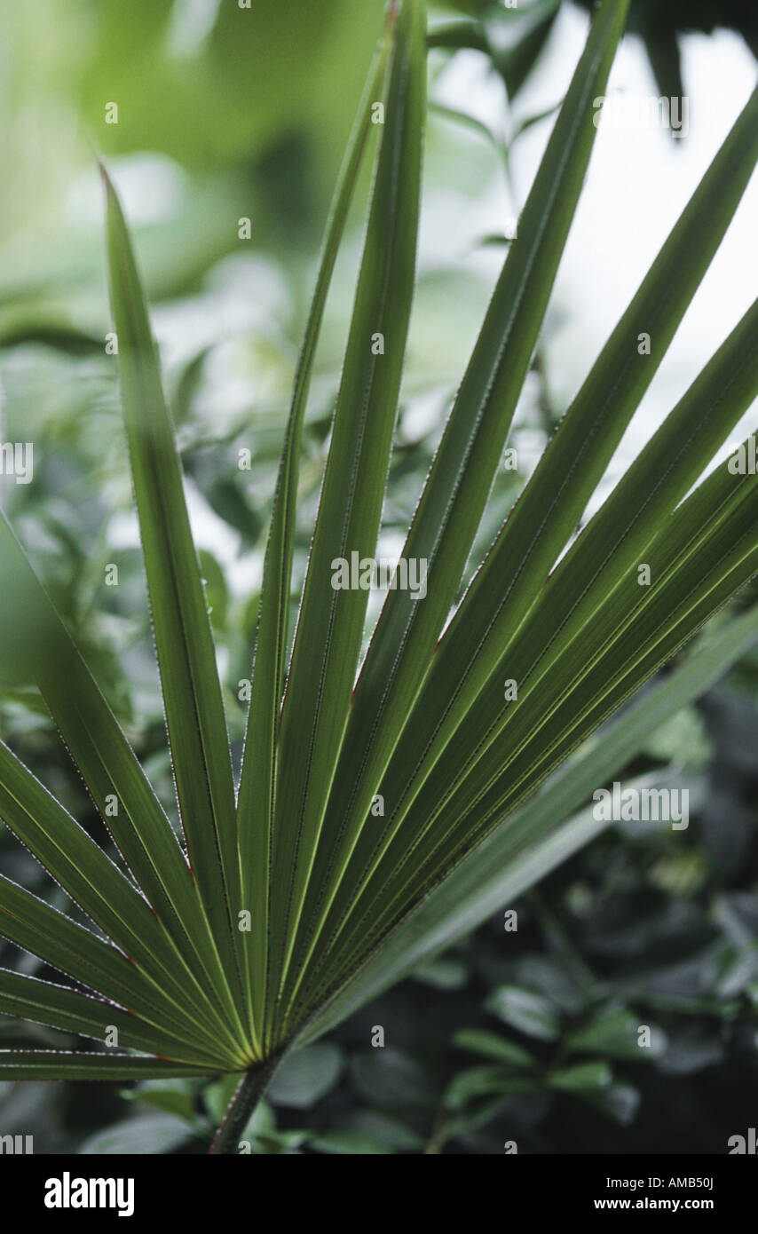 Red latan palm (Latania borbonica, Latania lontaroides), leaf Stock ...