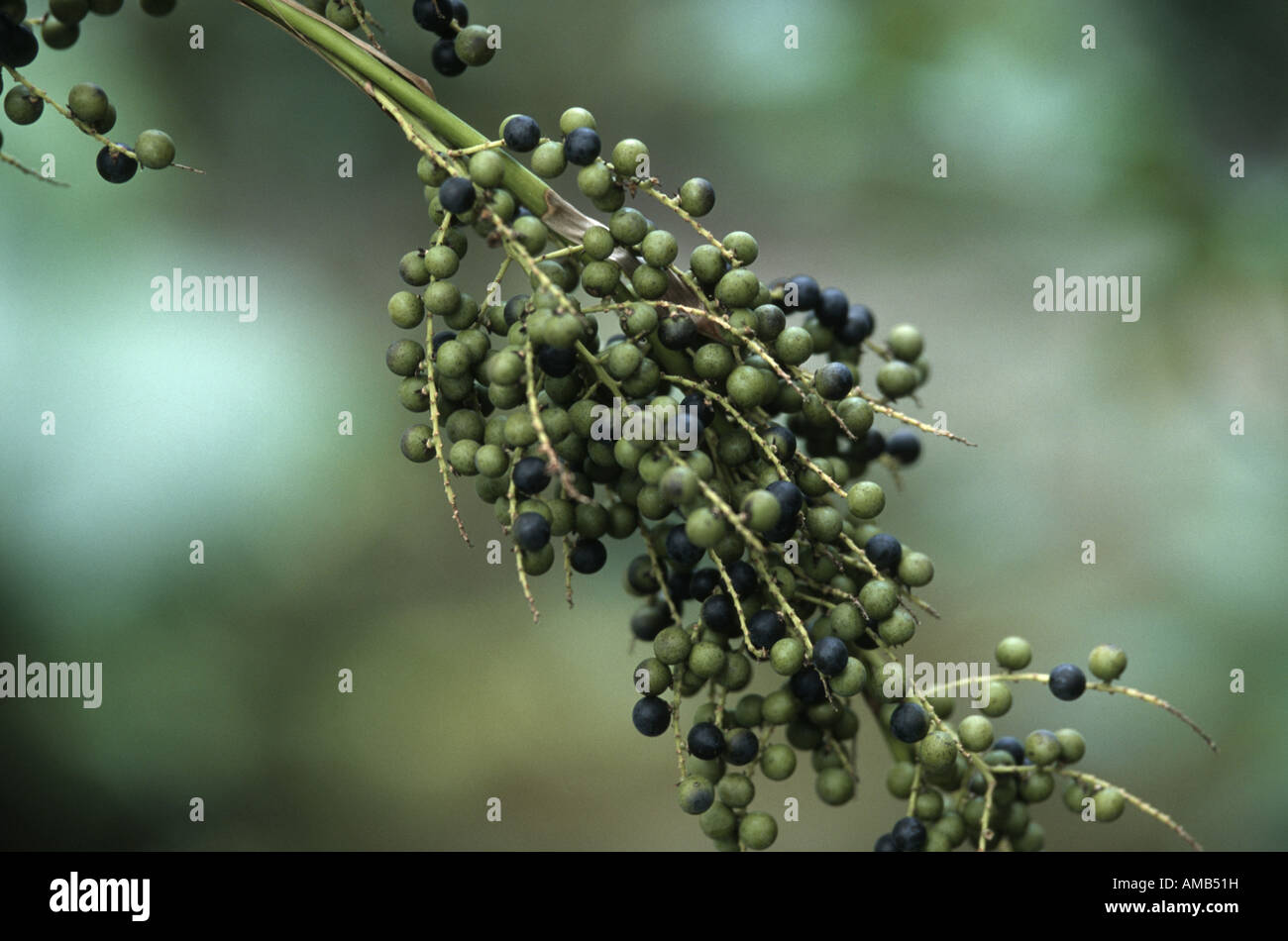 Sabal palmetto cabbage palm trees hi-res stock photography and images ...