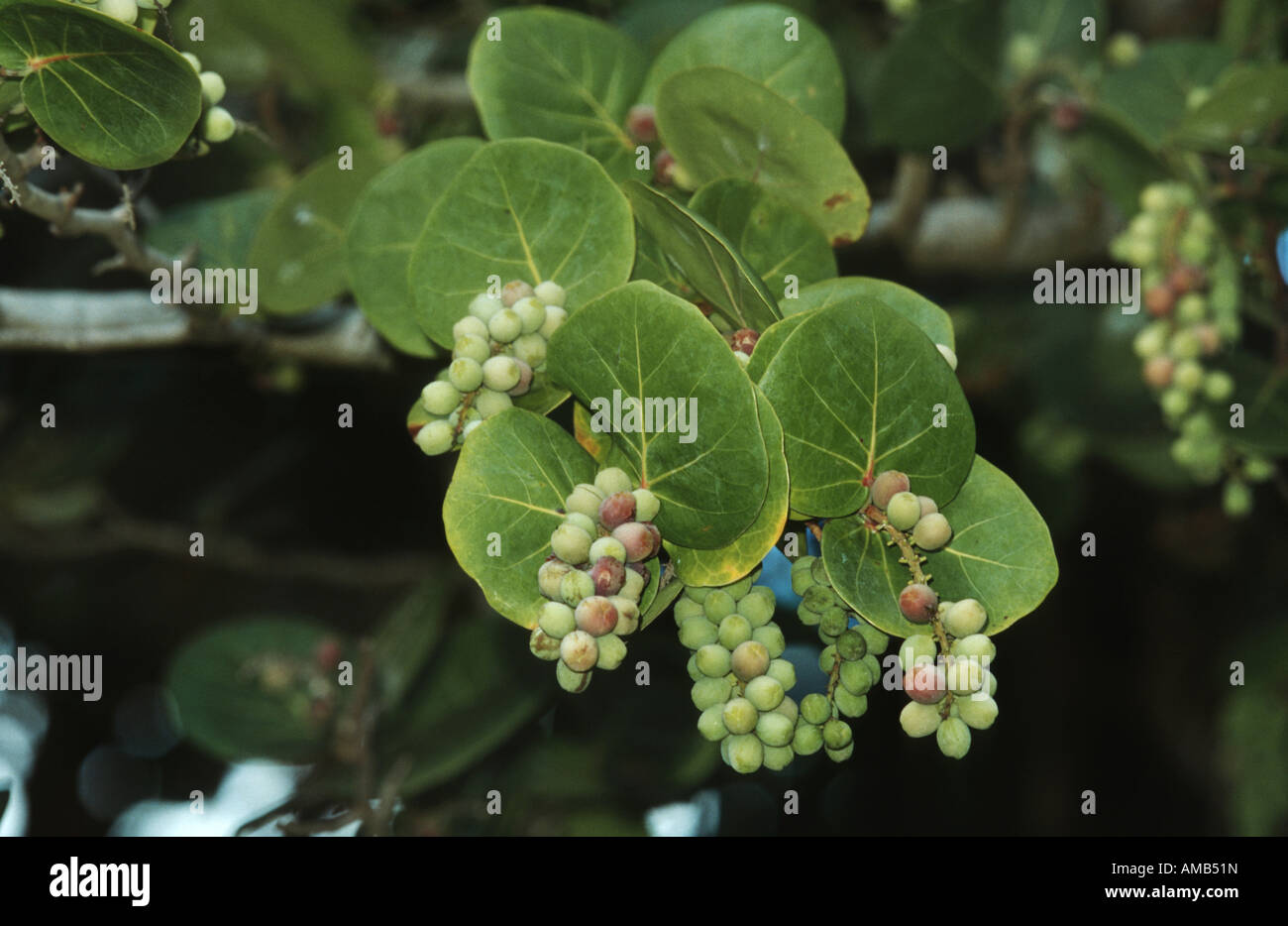 Sea grape coccoloba uvifera hi-res stock photography and images - Alamy