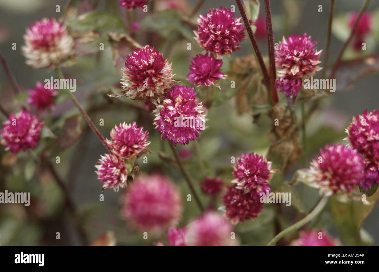 globe amaranth (Gomphrena globosa), blooming Stock Photo - Alamy