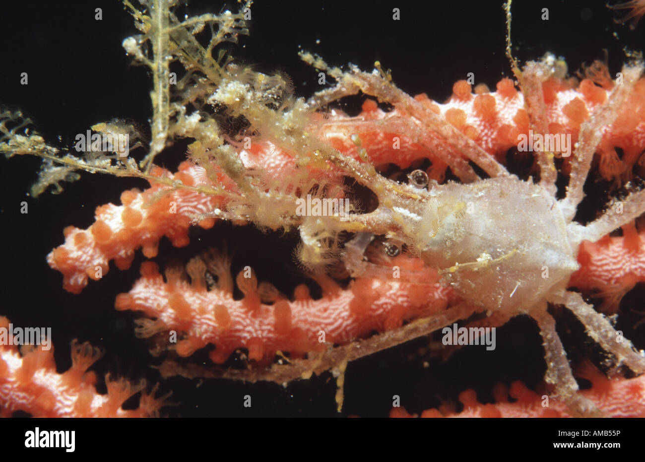 sea spider (Hyastenus spec.), on coral, Maldives, Indian Ocean ...