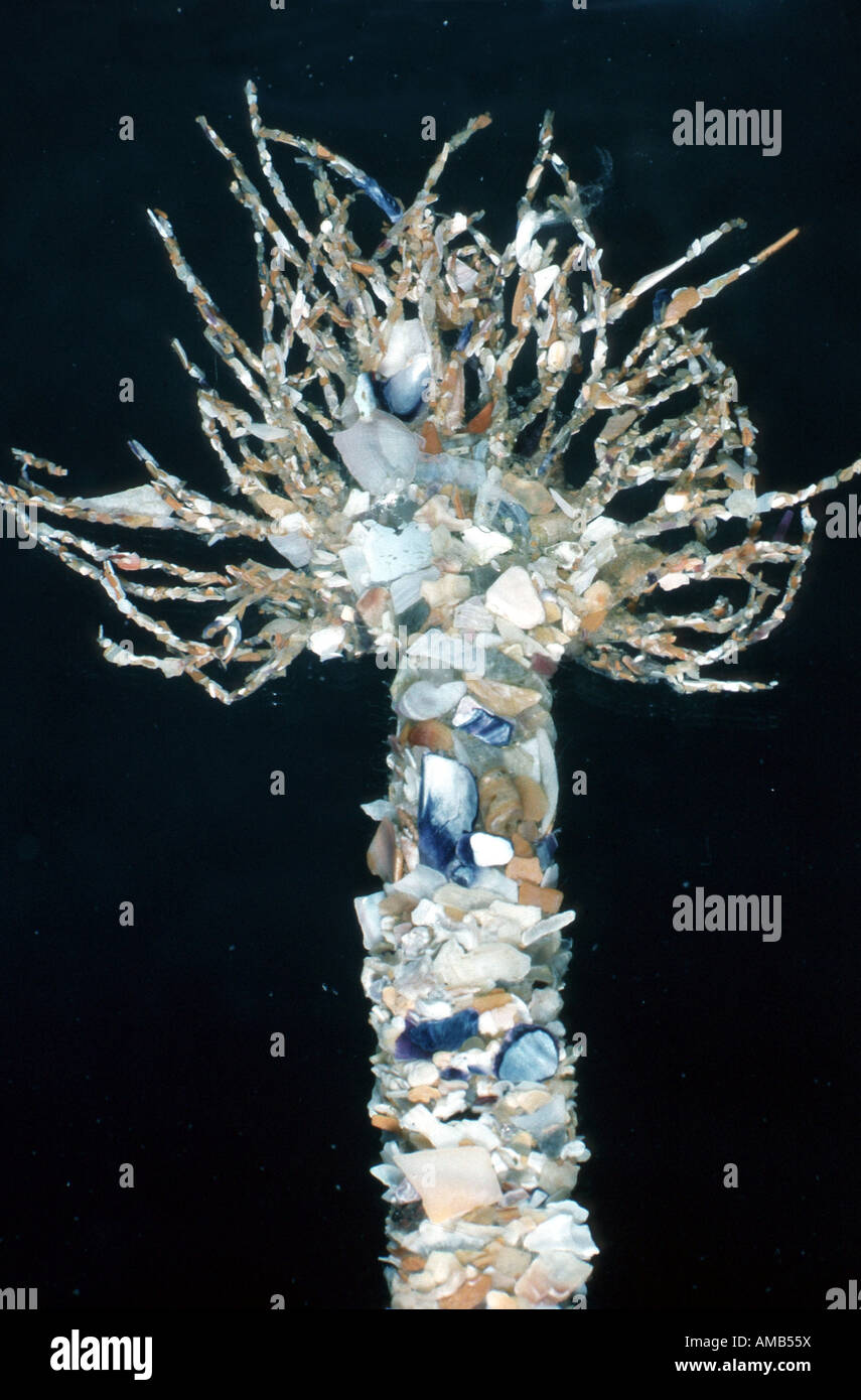 sand mason (Lanice conchilega), single individual Stock Photo - Alamy