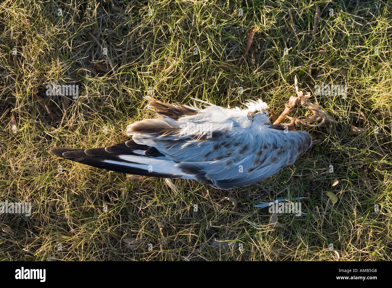 bird wing on grass Stock Photo - Alamy