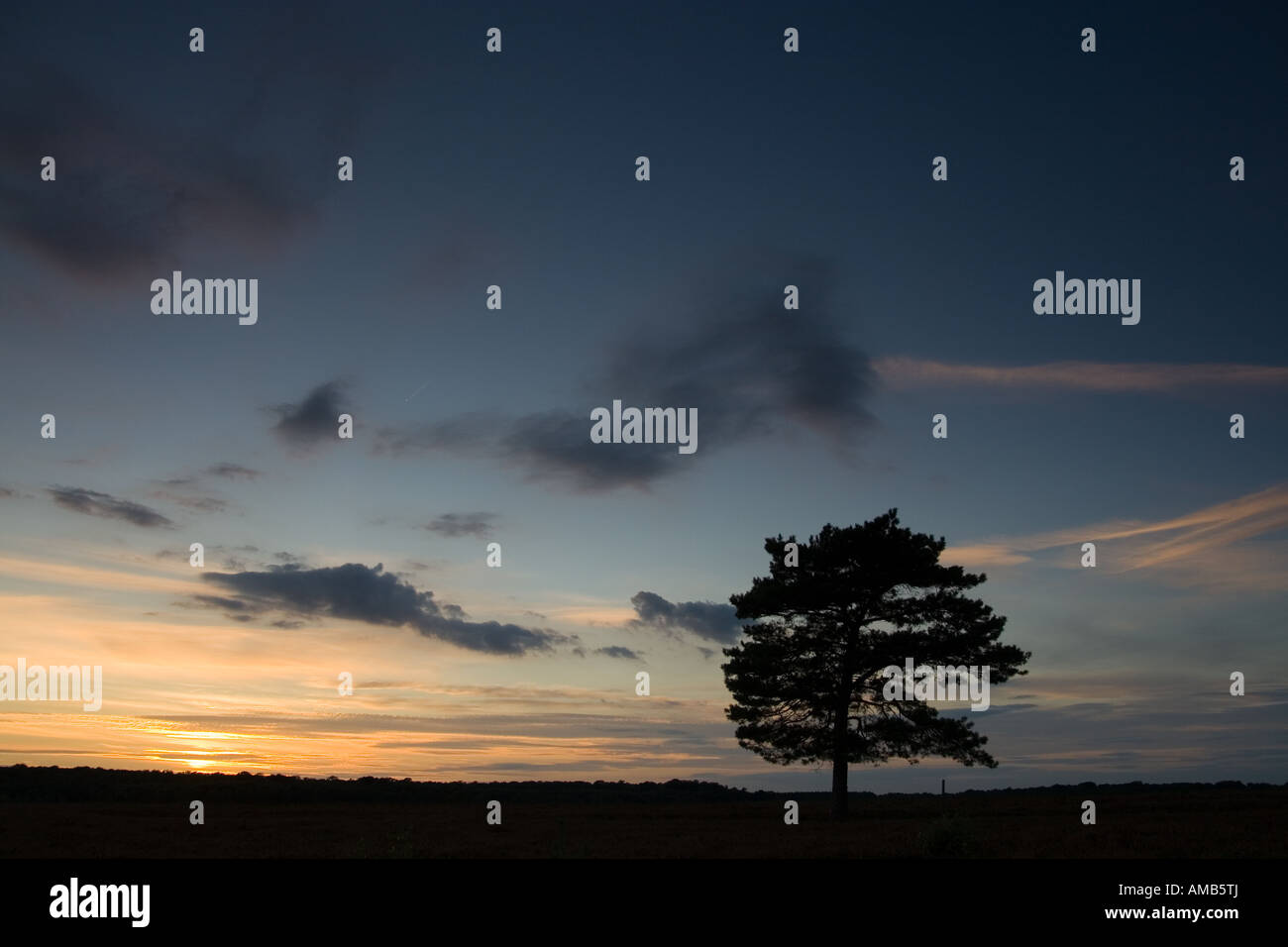 Tree at sunset Stock Photo - Alamy