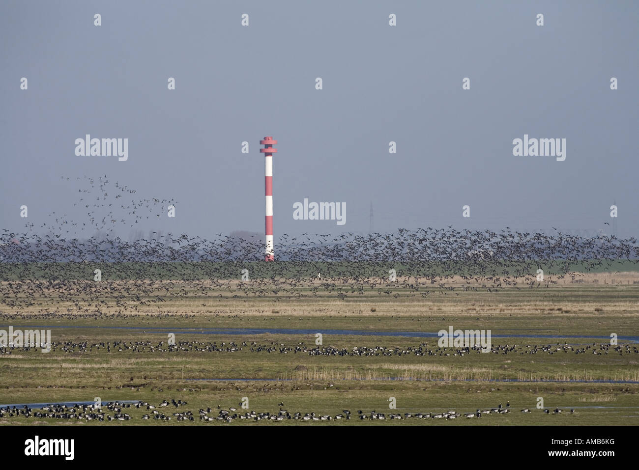 barnacle goose (Branta leucopsis), bird migration, Germany, Lower ...