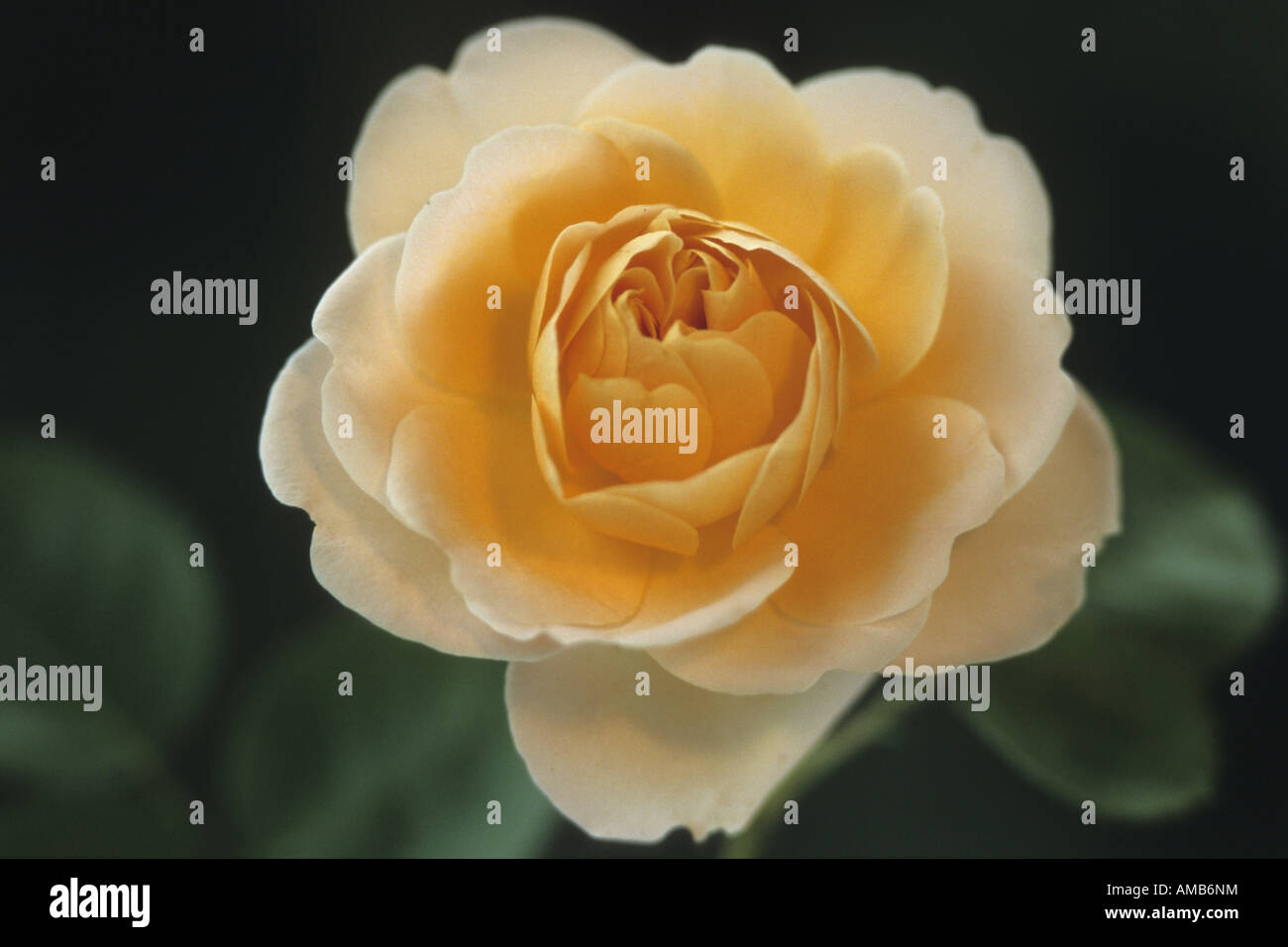 ornamental rose (Rosa spec.), single flower Stock Photo - Alamy