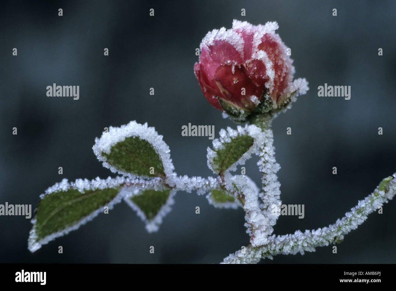 Rose with rime flowers hi-res stock photography and images - Alamy